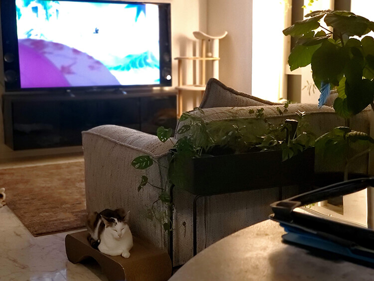 猫のおしゃれな爪とぎおすすめ4選。使用感や耐久性もレビュー | Aya blog-猫と料理と植物と